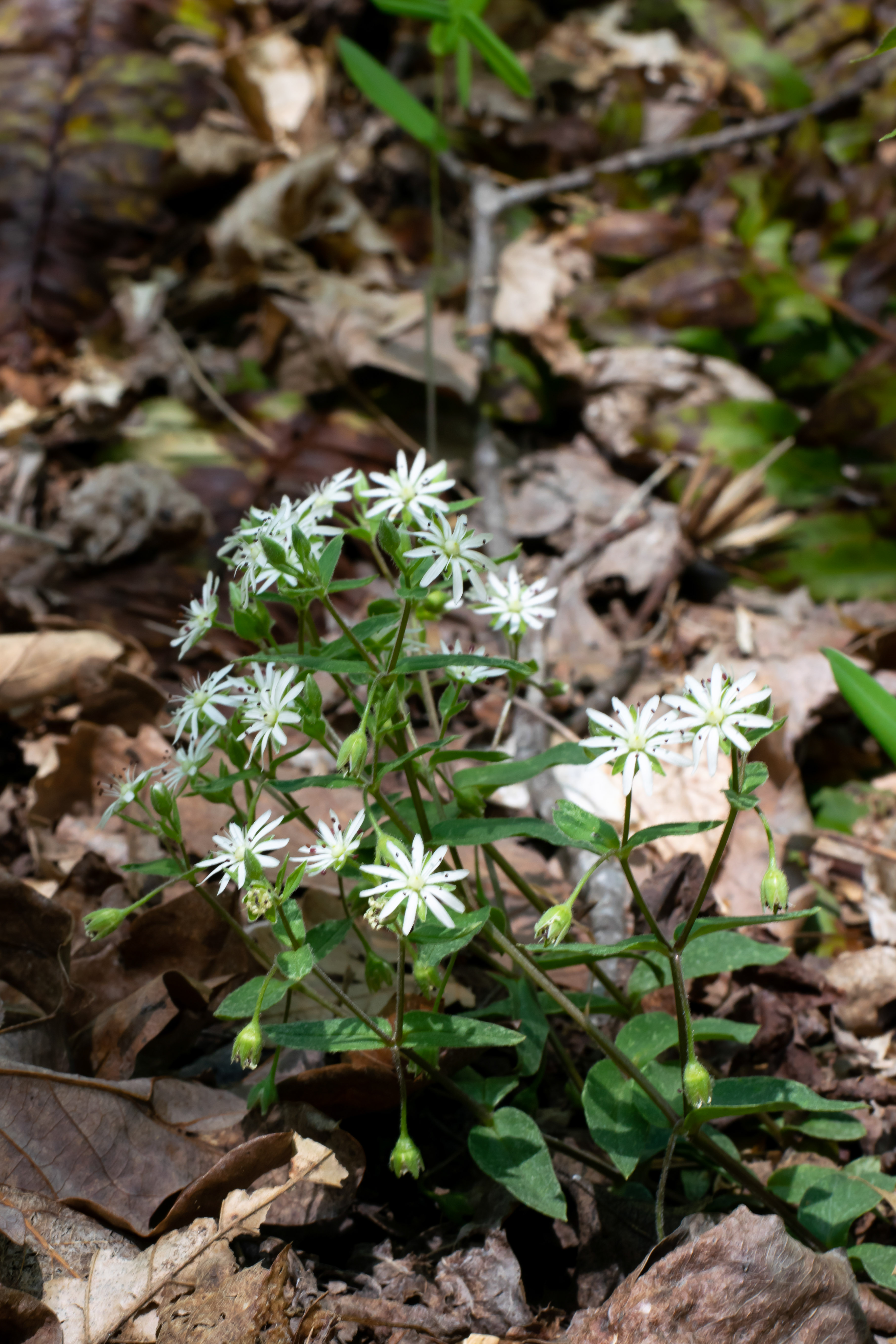 Bull Run Mountains Natural Area Preserve - Virginia Outdoors Foundation