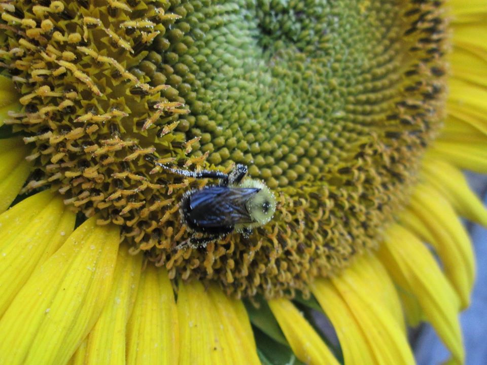 Banshee Reeks Nature Preserve, Loudoun County - Virginia Outdoors ...
