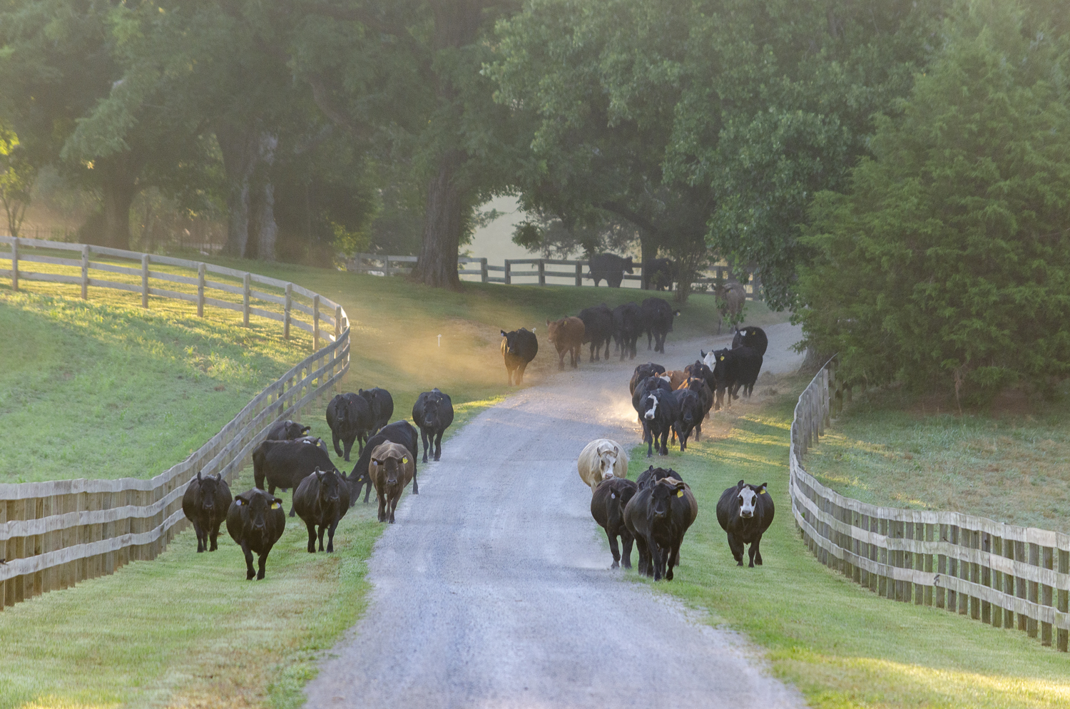 Ronnie Nuckols, Overhome Farm, Goochland County - Virginia Outdoors ...
