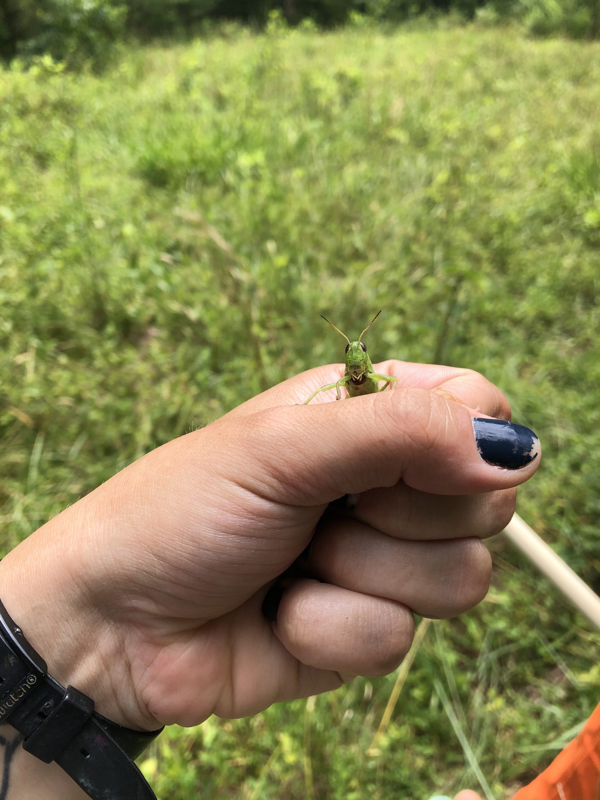 Insects, the Apocalypse, and Everything In General - Virginia Outdoors ...