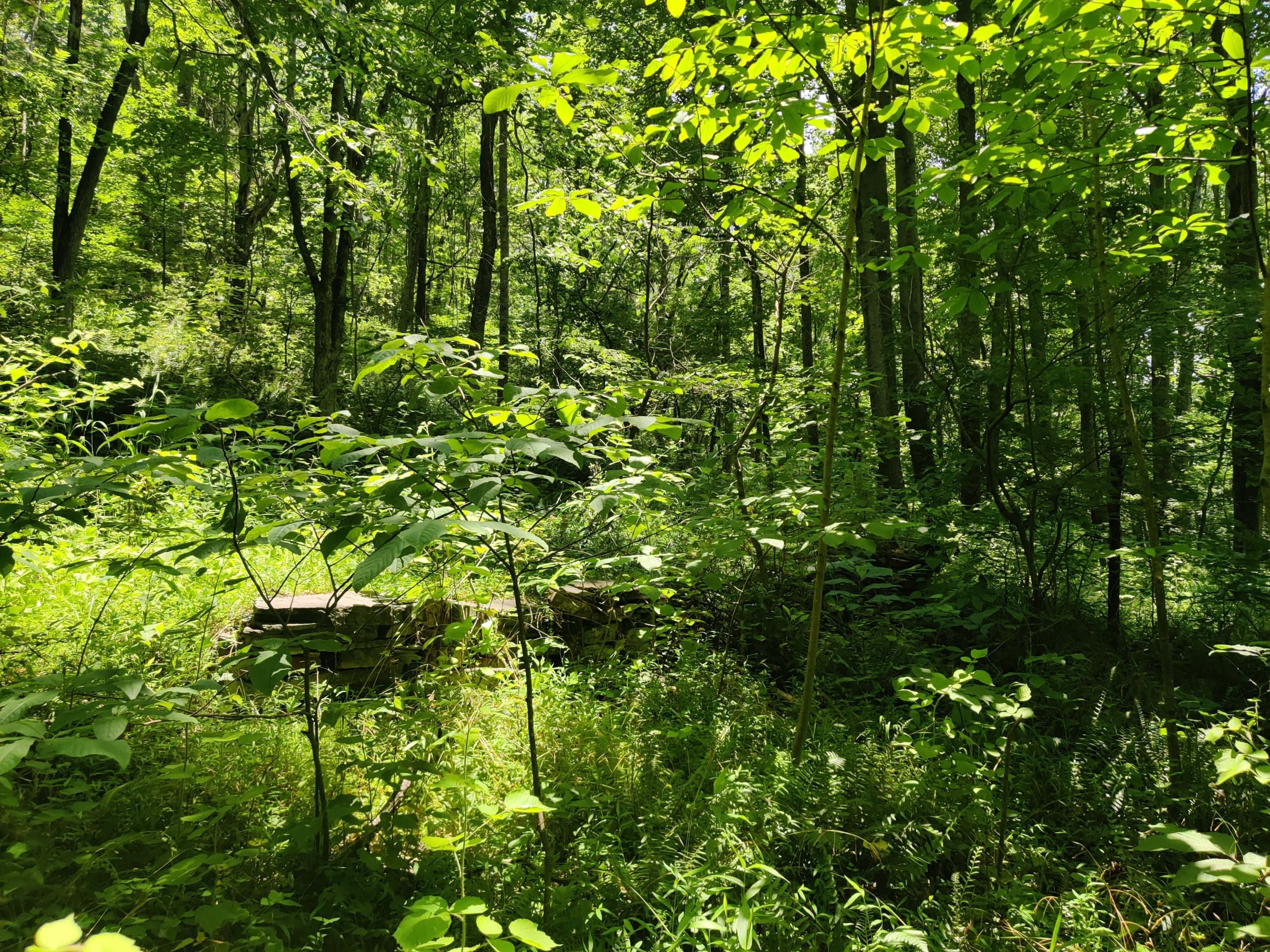 Cultural history fellow researching Bull Run Mountains’ peopled past ...