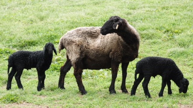 Mariel Goss, Retreat Farm, Orange County - Virginia Outdoors Foundation