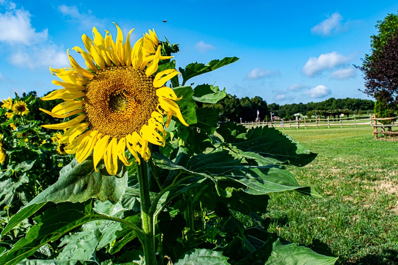 Snead's Asparagus Farm, Caroline County - Virginia Outdoors Foundation