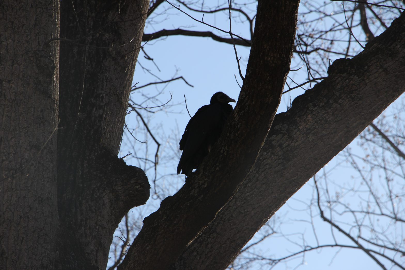 The Preserve's Spotlight Species: Black Vulture - Virginia Outdoors ...