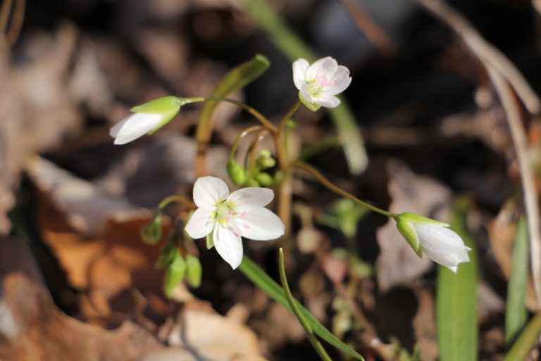 The Preserve's Spotlight Species: Spring Ephemerals (part 1) - Virginia ...