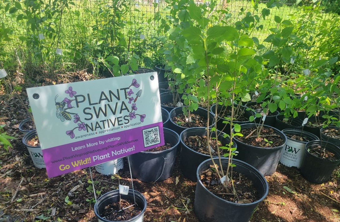 Plant SWVA Natives Campaign and Propagation Center, Montgomery County ...