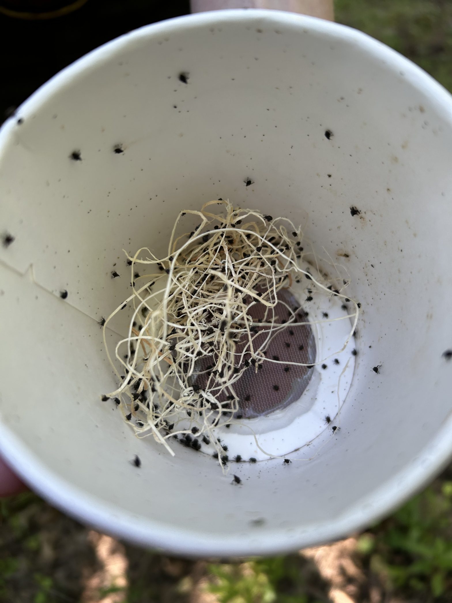 Weevils by the Mile-a-Minute, The Preserve Introduces a Biological ...