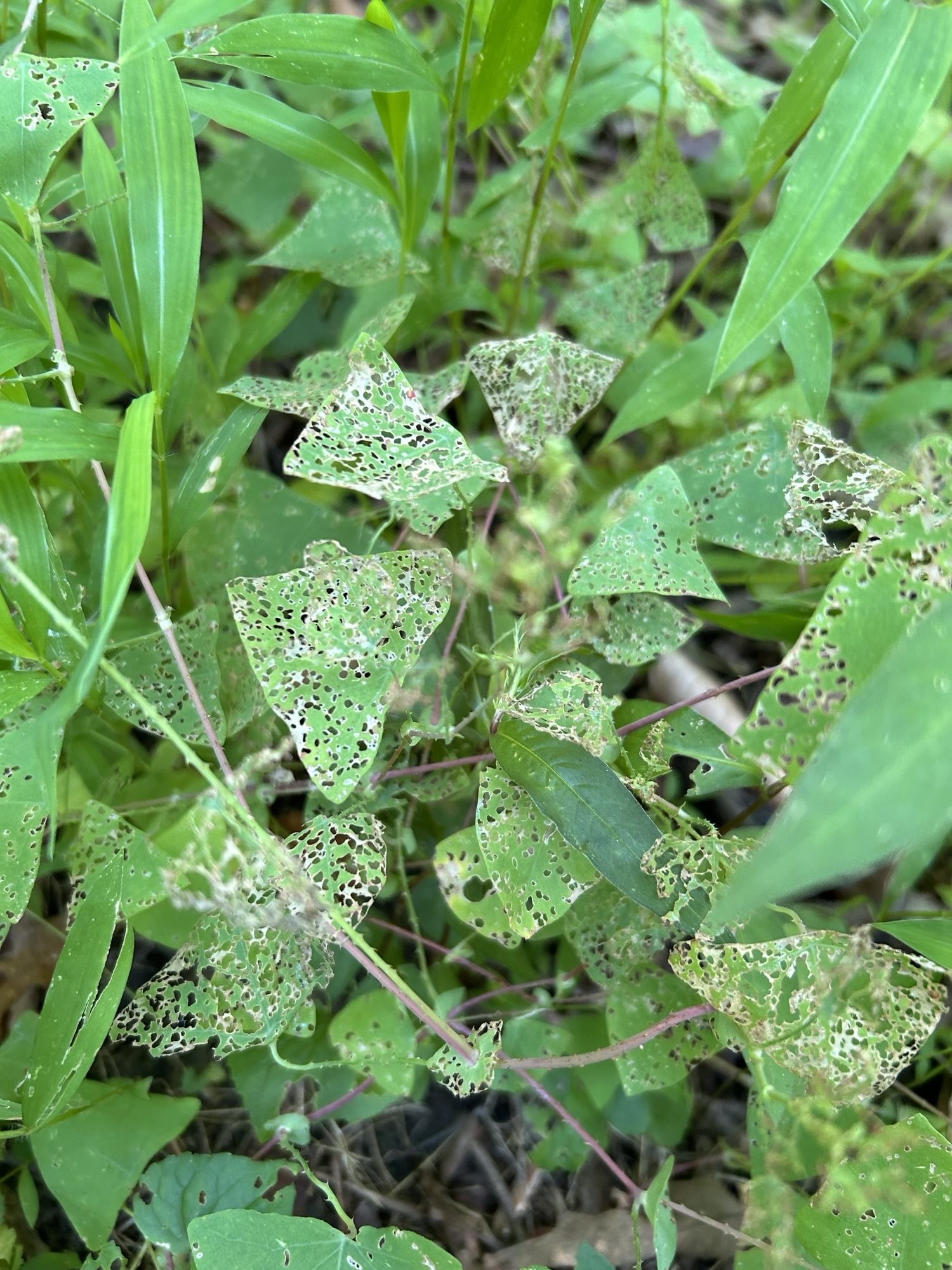 Weevils by the Mile-a-Minute, The Preserve Introduces a Biological ...