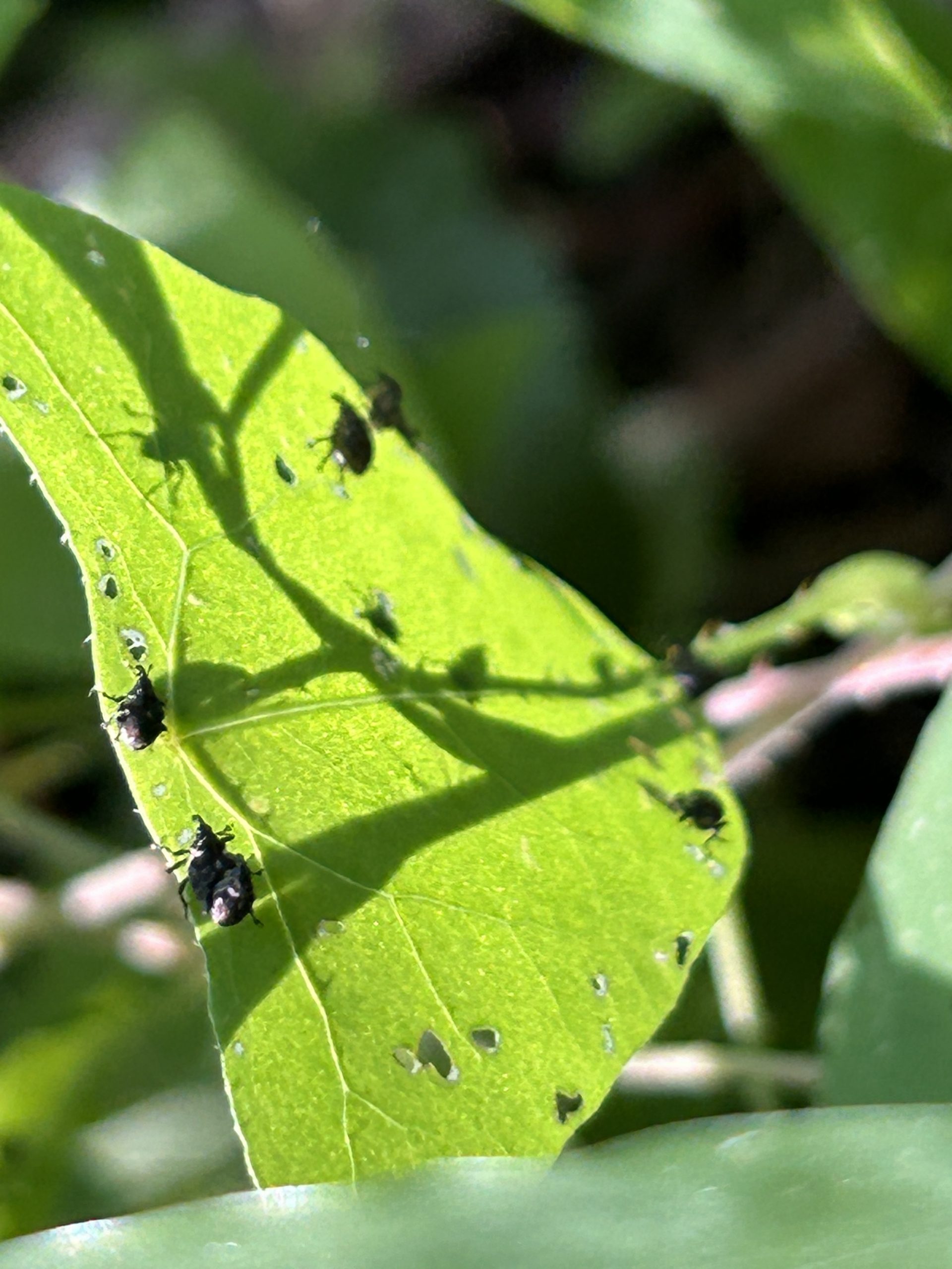 Weevils by the Mile-a-Minute, The Preserve Introduces a Biological Control - Virginia Outdoors ...