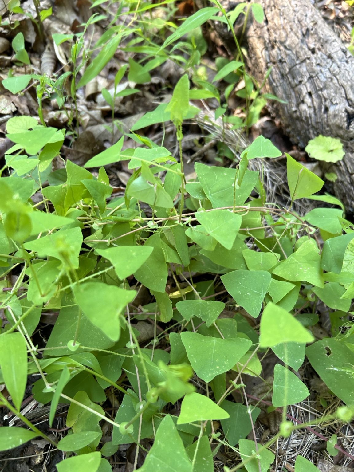Weevils by the Mile-a-Minute, The Preserve Introduces a Biological ...