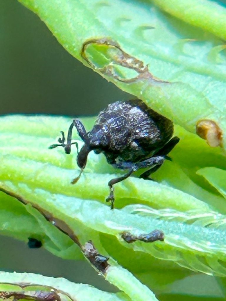 Virginia Outdoors Foundation | Protecting Virginia's Open Spaces