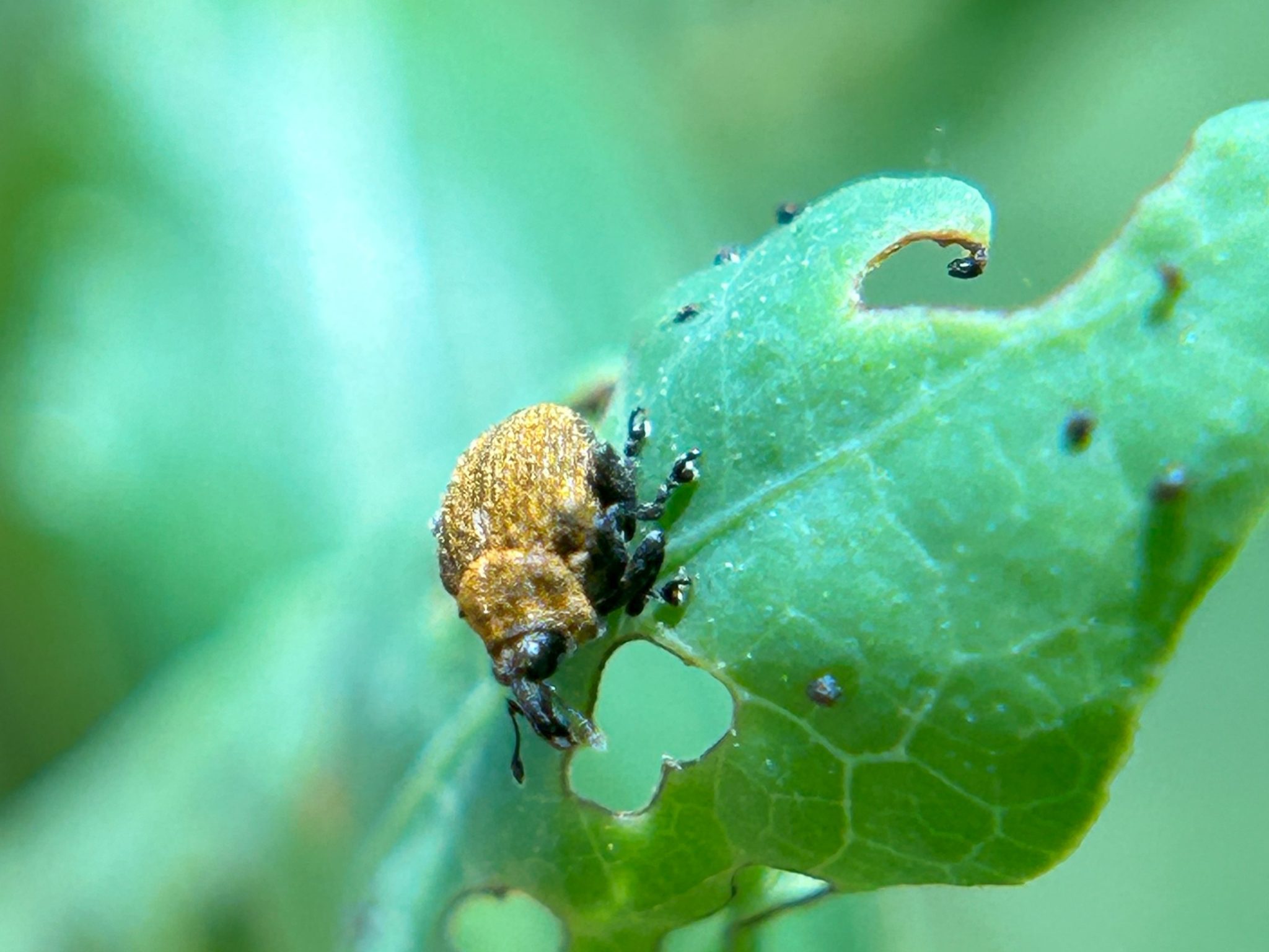 Weevils by the Mile-a-Minute, The Preserve Introduces a Biological ...