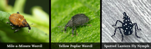 Weevils by the Mile-a-Minute, The Preserve Introduces a Biological ...