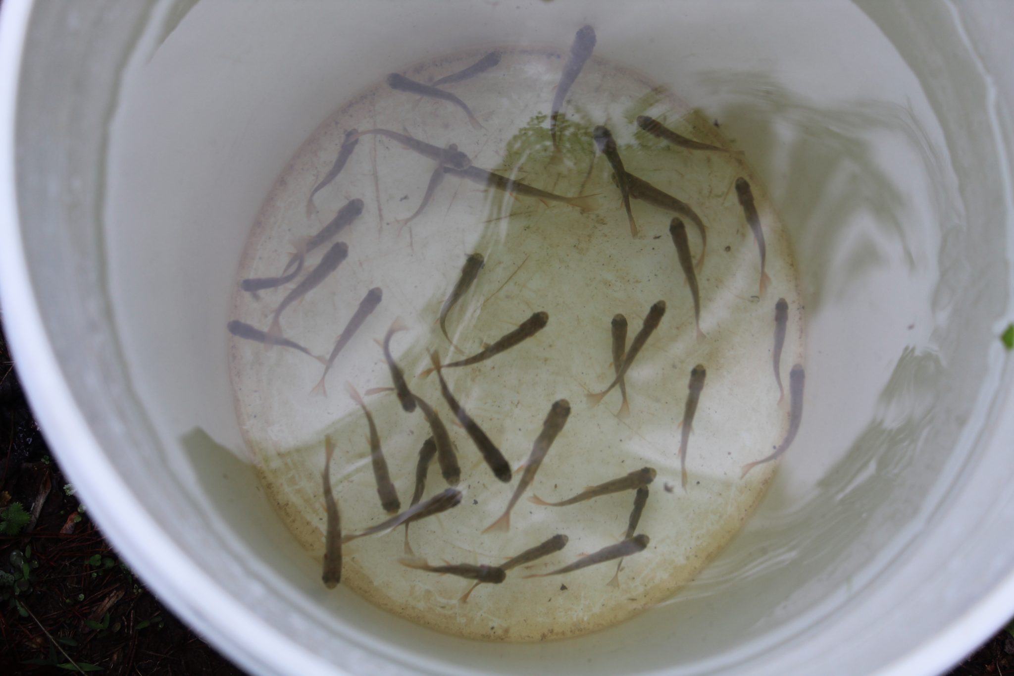 Trout in the Classroom are Released into the Catharpin at Jackson ...